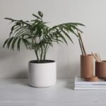 The Conocarpus Tree: A Comprehensive Guide to This Versatile Plant